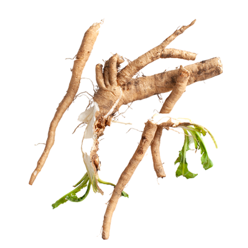 VitaHustle® Official Store | All-In-ONE Daily Nutrition – VitaHustle